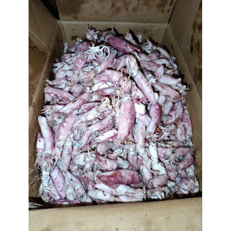 Jual CUMI BESAR /ikan asin cumi jarum cumi super | Shopee Indonesia