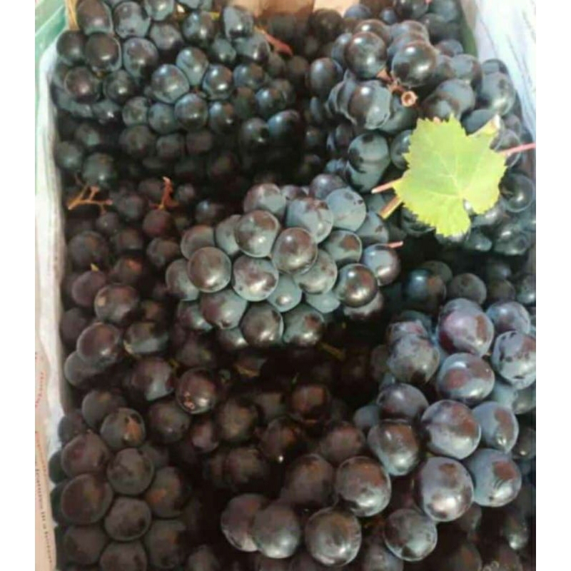 Jual anggur Bali manis 1 kg | Shopee Indonesia