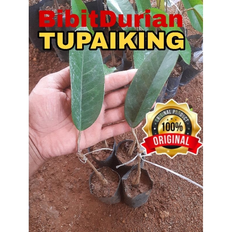 Jual BIBIT DURIAN TUPAIKING.sudah diokulasi sambung pucuk | Shopee Indonesia