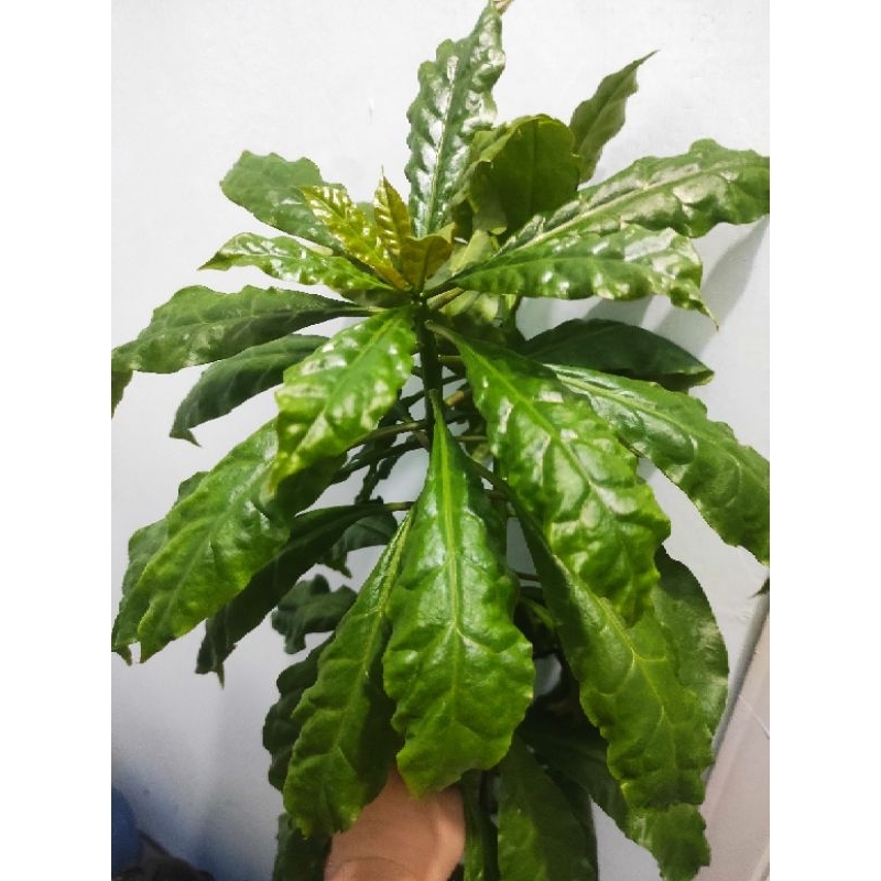 Jual Daun Tujuh Jarum (Pereskia Sacharosa) | Shopee Indonesia
