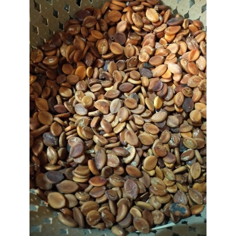 Jual Biji trembesi kering - biji trembesi - godril - 1 kg | Shopee ...