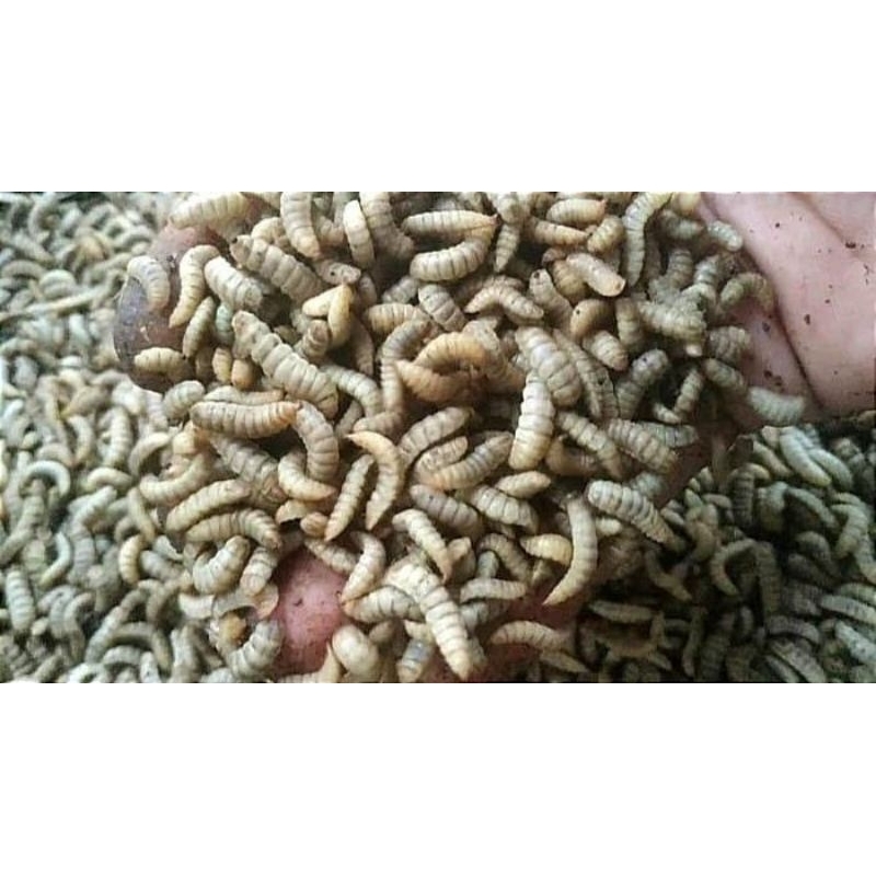 Jual Maggot fresh Maggot bsf 100gr | Shopee Indonesia