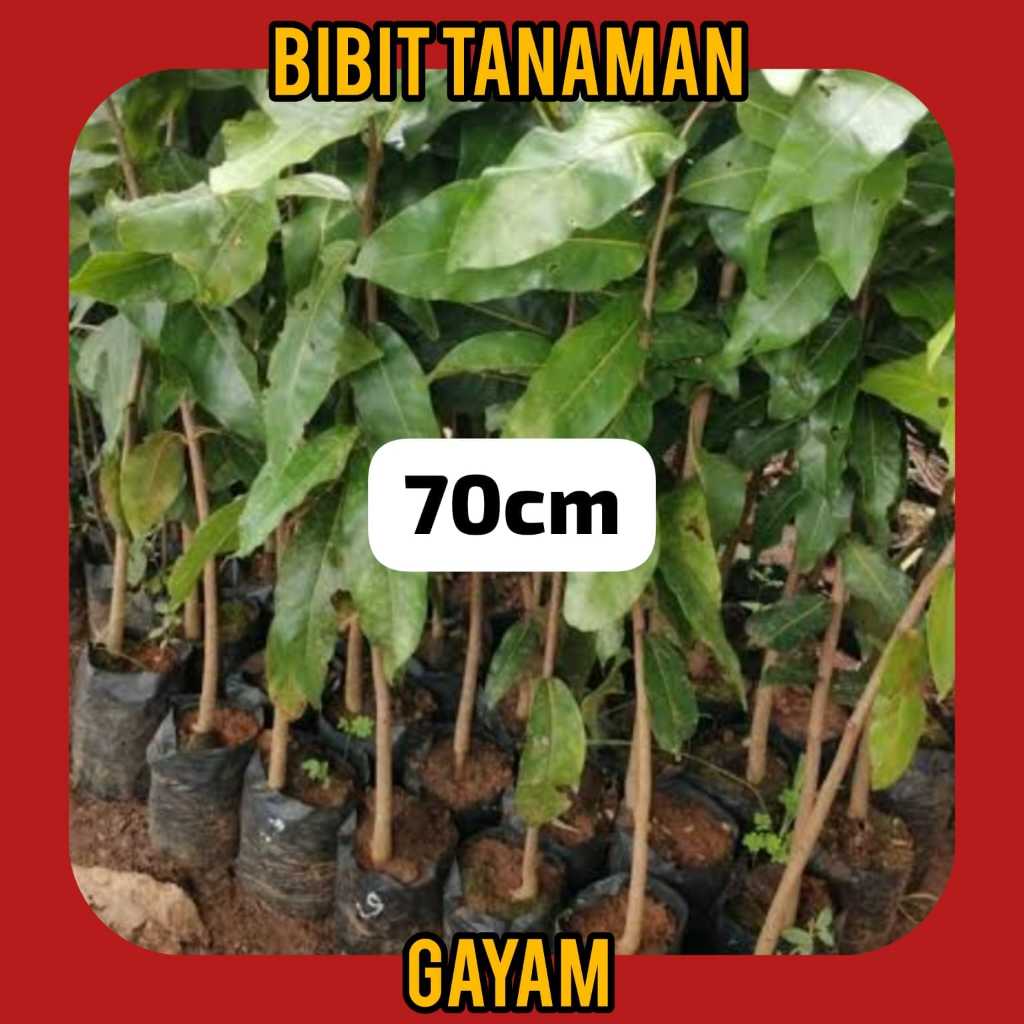 Jual Bibit Pohon Gayam 70 cm / Bibit Gayam | Shopee Indonesia