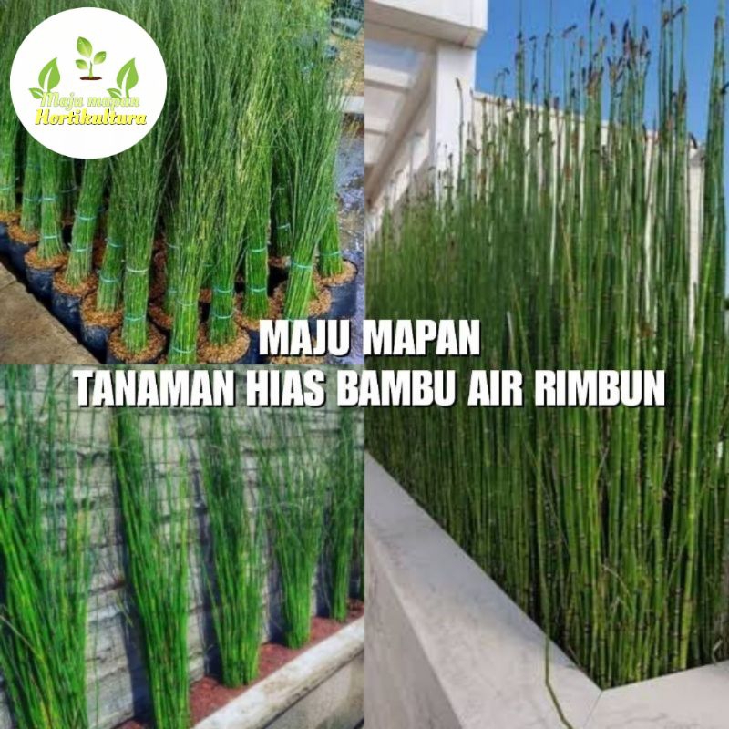 Jual TANAMAN HIAS BAMBU AIR SUPER RIMBUN | Shopee Indonesia