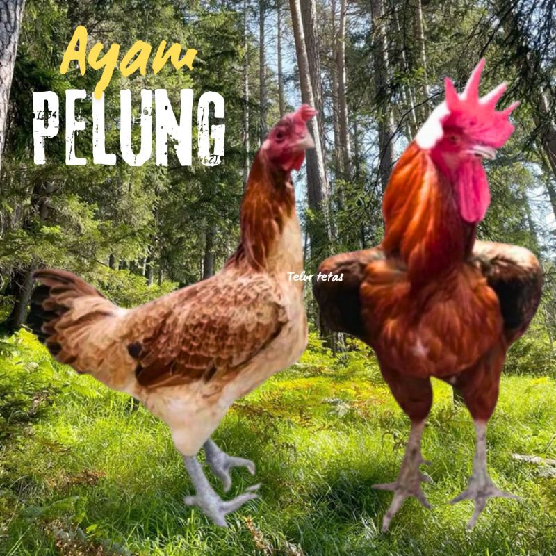 Jual telur ayam pelung jumbo super asli cianjur bisa untuk di tetaskan | Shopee Indonesia
