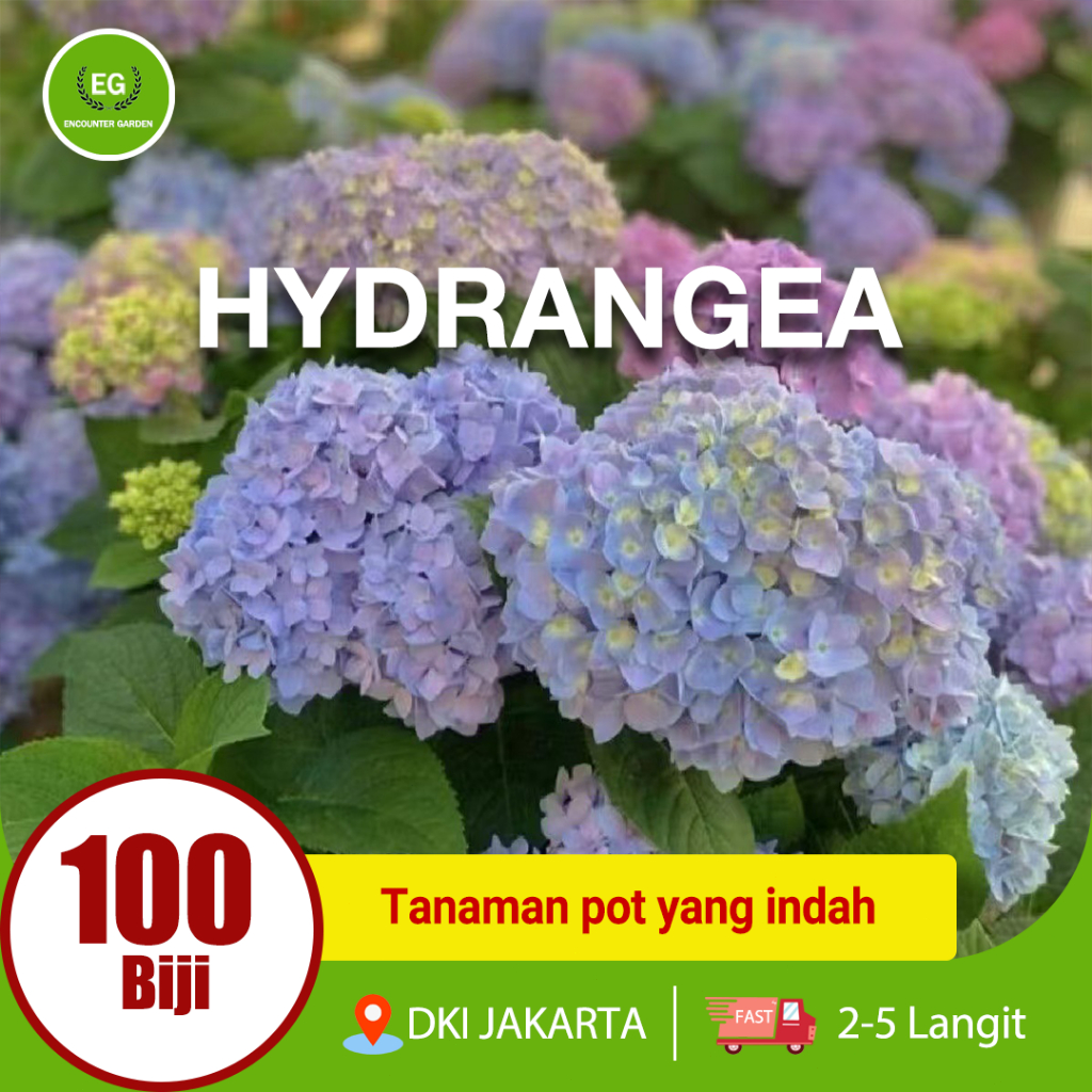 Jual Bunga Hydrangea Mix Warna 100 biji | Shopee Indonesia