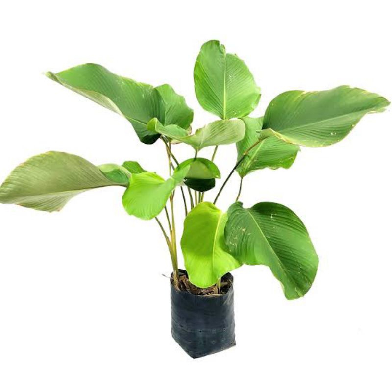 Jual CALATHEA LUTEA TINGGI TANAMAN 90-100CM DAUN 4-6 LEMBAR TANAMAN ... Jual CALATHEA LUTEA TINGGI TANAMAN 90-100CM DAUN 4-6 LEMBAR TANAMAN ...