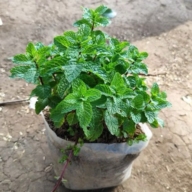 Jual Daun Mint Segar Fresh | Shopee Indonesia