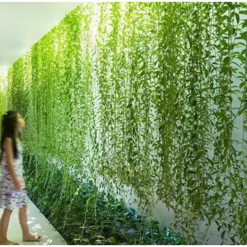 Jual NEW !!! Tanaman hias lee kwan yew - pohon likuanyu tanaman ...