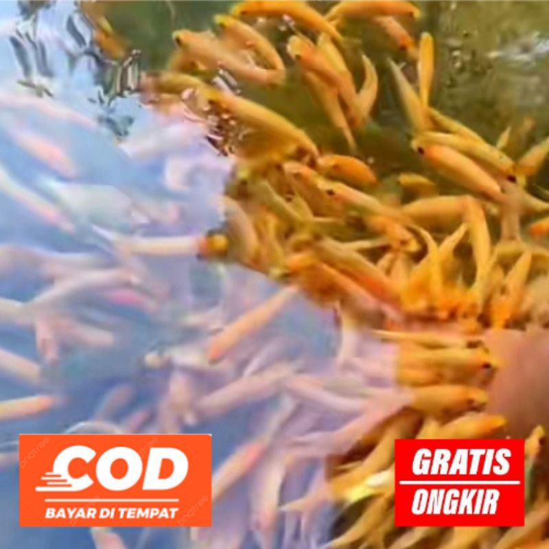 Jual Ikan Terapi Kesehatan Full Lemon Isi 100 Ekor | Shopee Indonesia