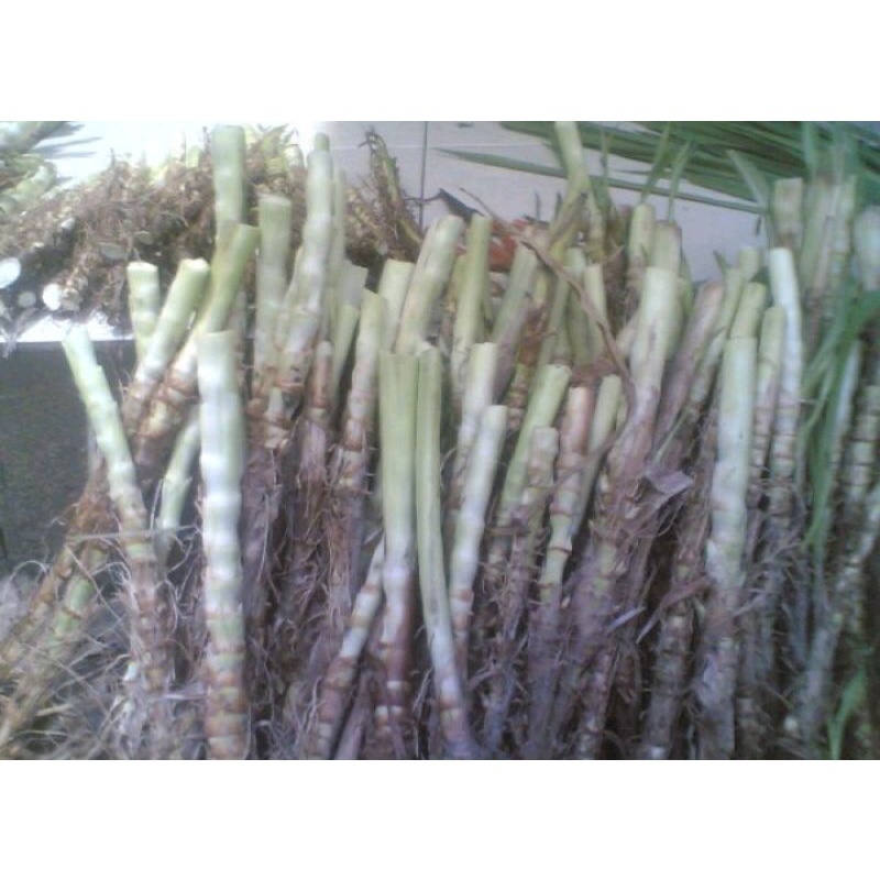 Jual Bibit stek rumput odot 1kg | Shopee Indonesia