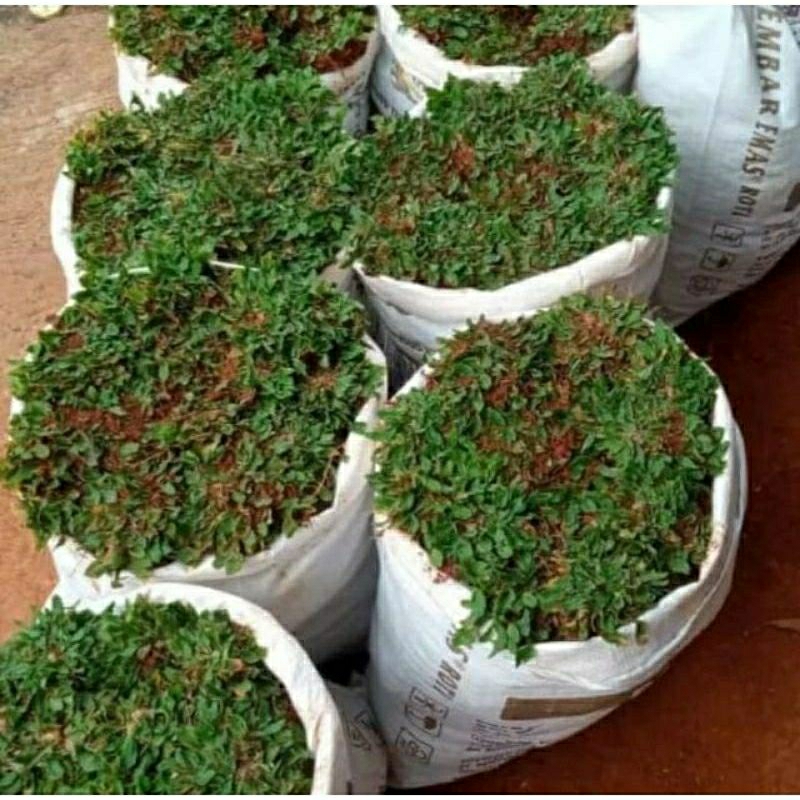 Jual paket 4 meter rumput gajah mini | Shopee Indonesia