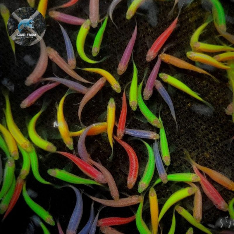 Jual 15 ekor danio slayer warna mix remaja (non grade) | Shopee Indonesia