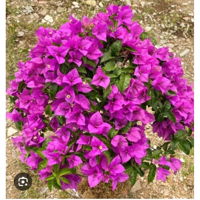 Jual bibit tanaman bugenvil bangkok ungu pekat | Shopee Indonesia