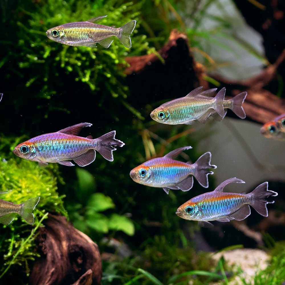 Jual Hiasa Akuarium Congo Tetra - Ikan Hias Air Tawar - Shaa Aquatic ...