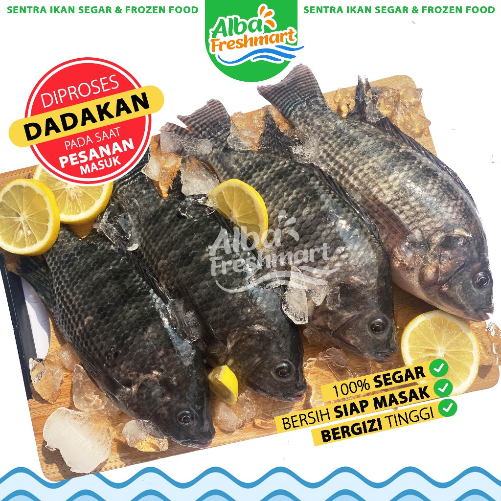 Jual Ikan NILA HITAM Segar Dadakan 1Kg (GRATIS POTONG) Utuh/Fillet ...