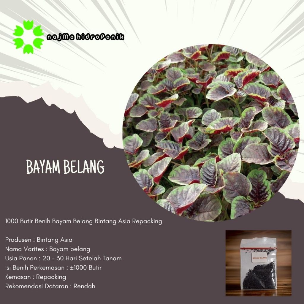 Jual 1000 Butir Benih Bayam Belang/Batik Repacking (Bintang Asia ...