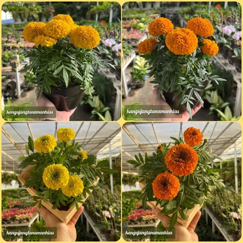 Jual PAKET 2 WARNA BUNGA MARYGOLD ( SUDAH BERBUNGA ) | Shopee Indonesia