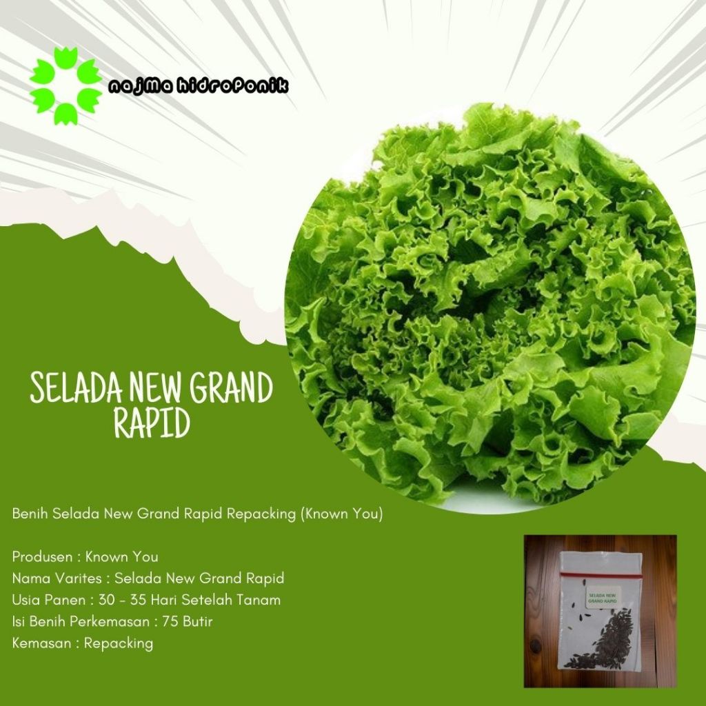 Jual 75 Butir Benih Selada New Grand Rapid Repacking (Known You ...