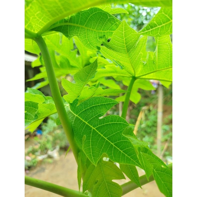 Jual Daun pucuk pepaya gedang sayur enak segar 500gram | Shopee Indonesia