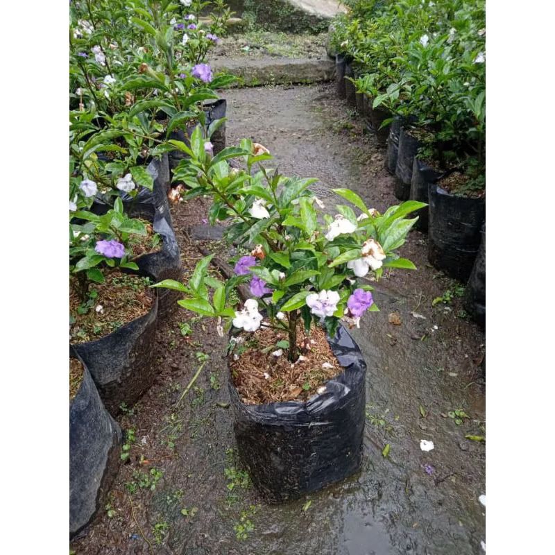 Jual Tanaman melati costa, bunga super wangi//pohon melati kosta bunga ...