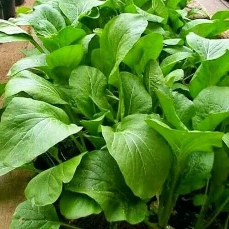 Jual Benih Sawi Manis caisim isi 500 Biji Bunga Kemasan Seed Tahan ...