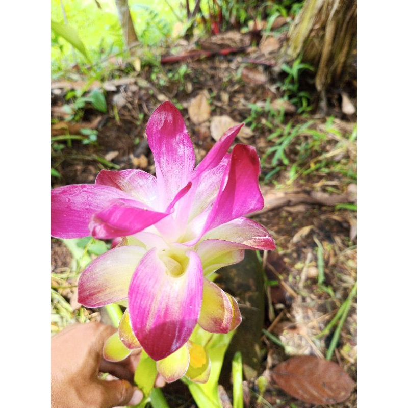 Jual Bunga temulawak asli perbatang | Shopee Indonesia