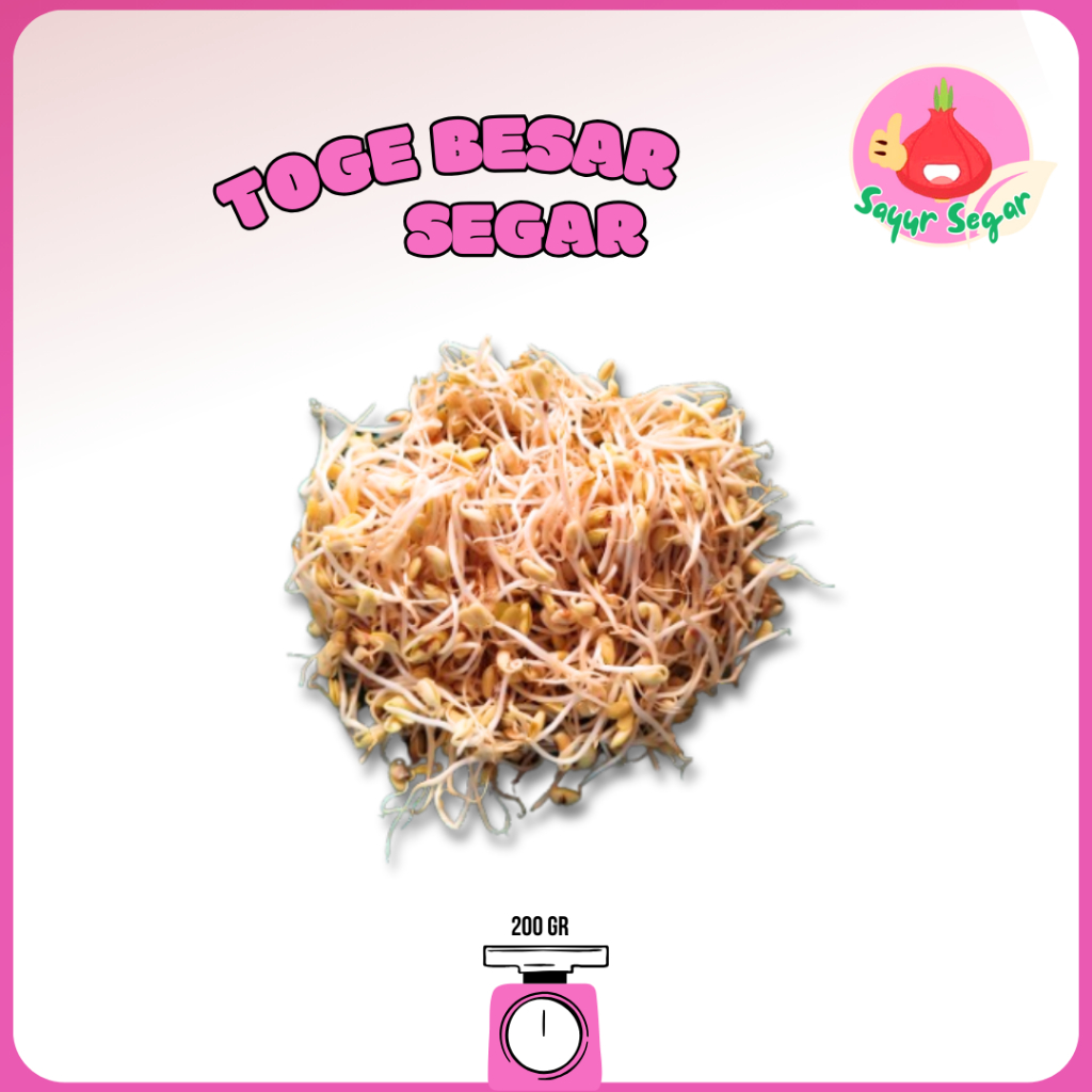 Jual Sayur Segar - Toge Besar Segar/Bean Sprouts 200gr | Shopee Indonesia