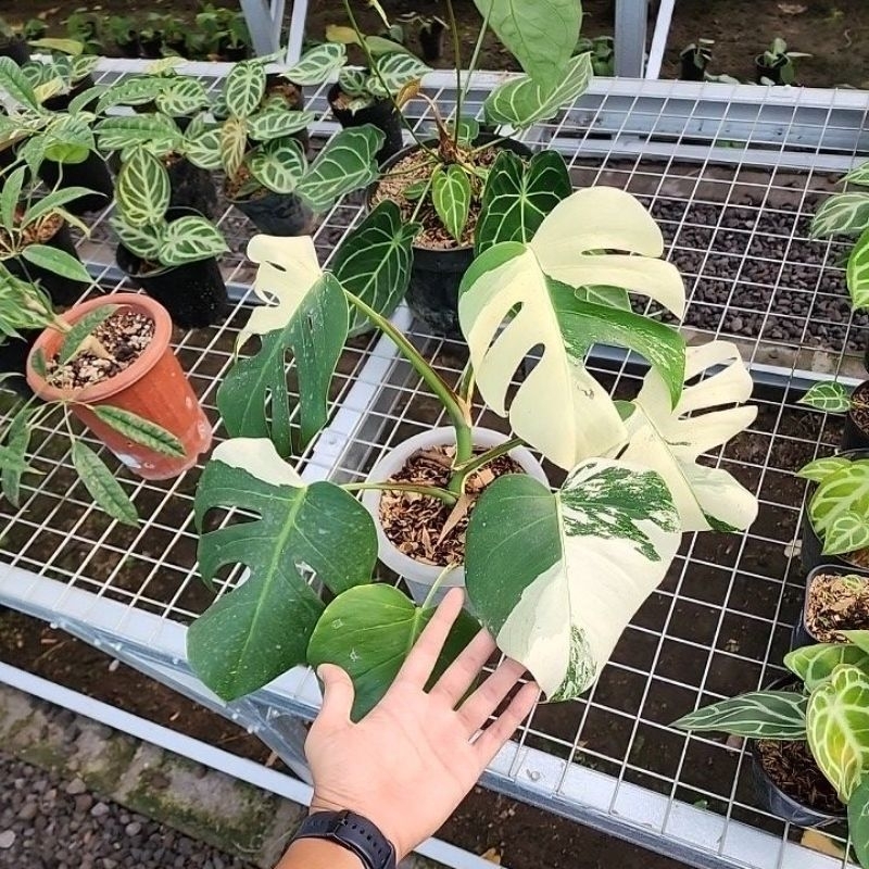 Jual monstera variegata | Shopee Indonesia