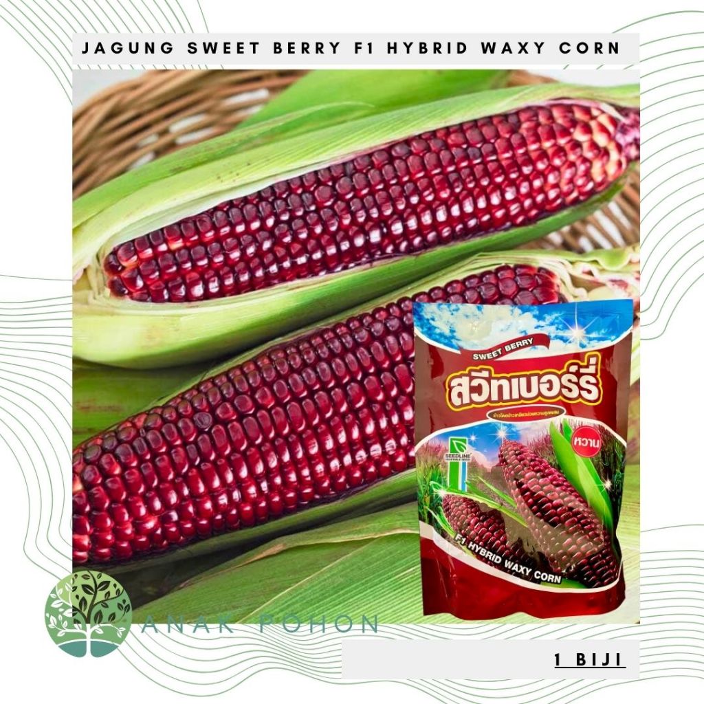 Jual Benih Bibit Biji - Jagung Sweet Berry F1 Hybrid Pulut Merah Maroon ...