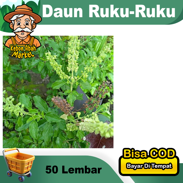 Jual Daun Ruku Ruku-ruku 50 Lembar Rempah Herbal Bumbu Masak | Shopee ...
