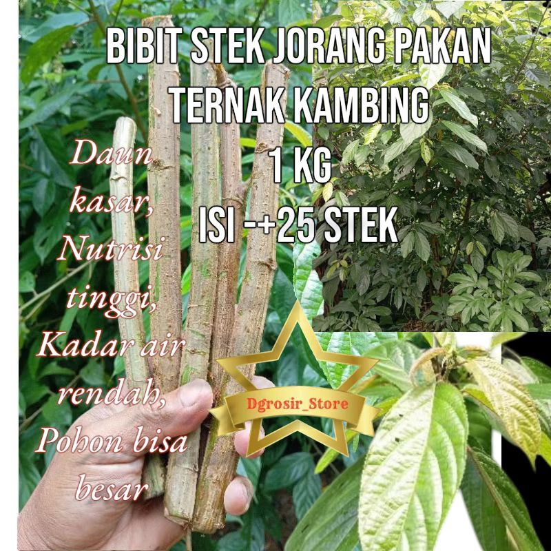 Jual 1kg Bibit Stek JORANG pakan ternak kambing | Shopee Indonesia