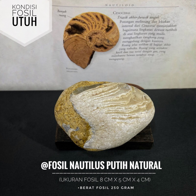 Jual Fosil Nautilus Putih Purba Natural C47 atau Fossil Nautiloid atau ...