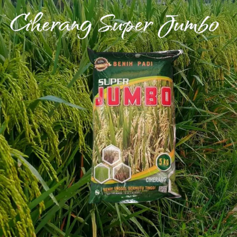 Jual Benih Padi Ciherang Super Jumbo Kemasan 5 kg | Shopee Indonesia