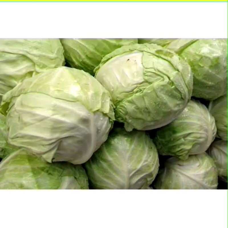 Jual kol putih fresh 1 kg | Shopee Indonesia