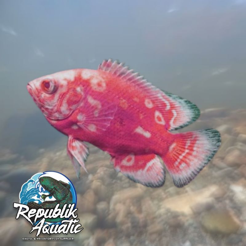 Jual Oscar Red Nemo | Shopee Indonesia