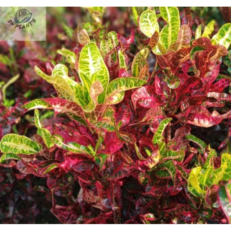 Jual Tanaman Hias Puring Kirana Merah | Shopee Indonesia