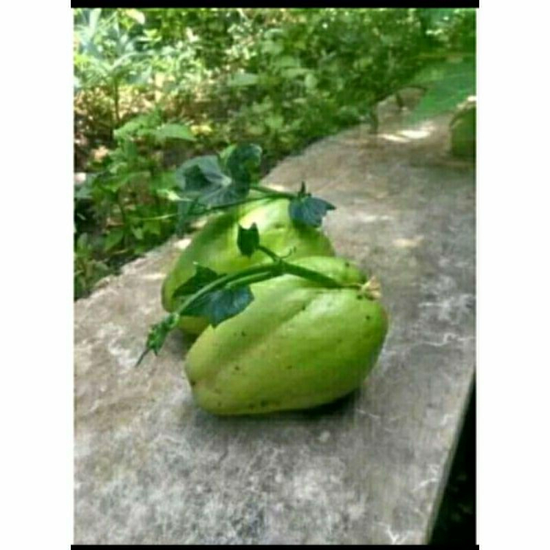 Jual bibit labu siam siap tanam | Shopee Indonesia