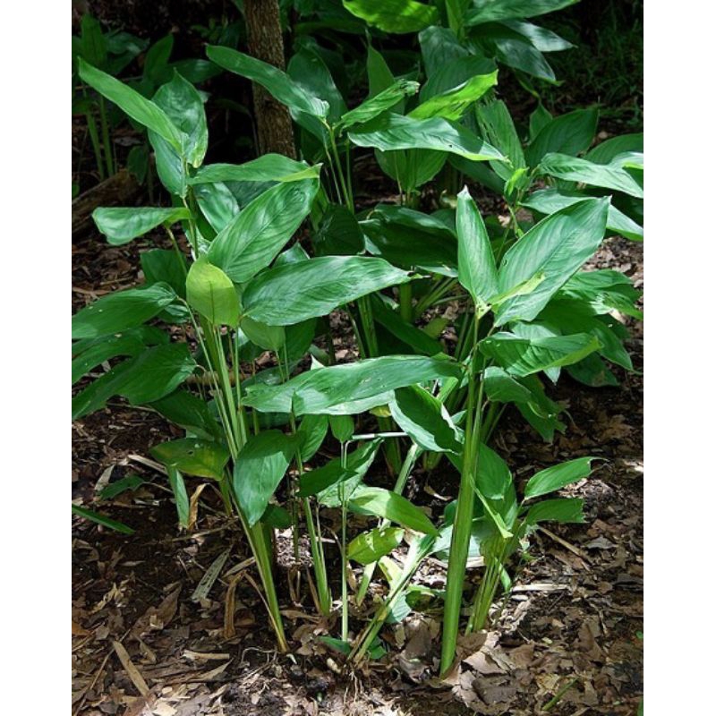 Jual Bibit Garut tanaman gerut kerut siap tanam | Shopee Indonesia