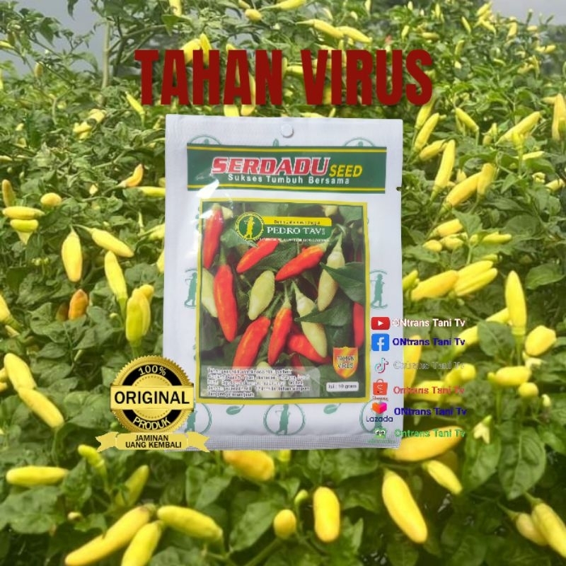 Jual Benih cabe rawit PEDRO TAVI 10gr SERDADU SEED | Shopee Indonesia