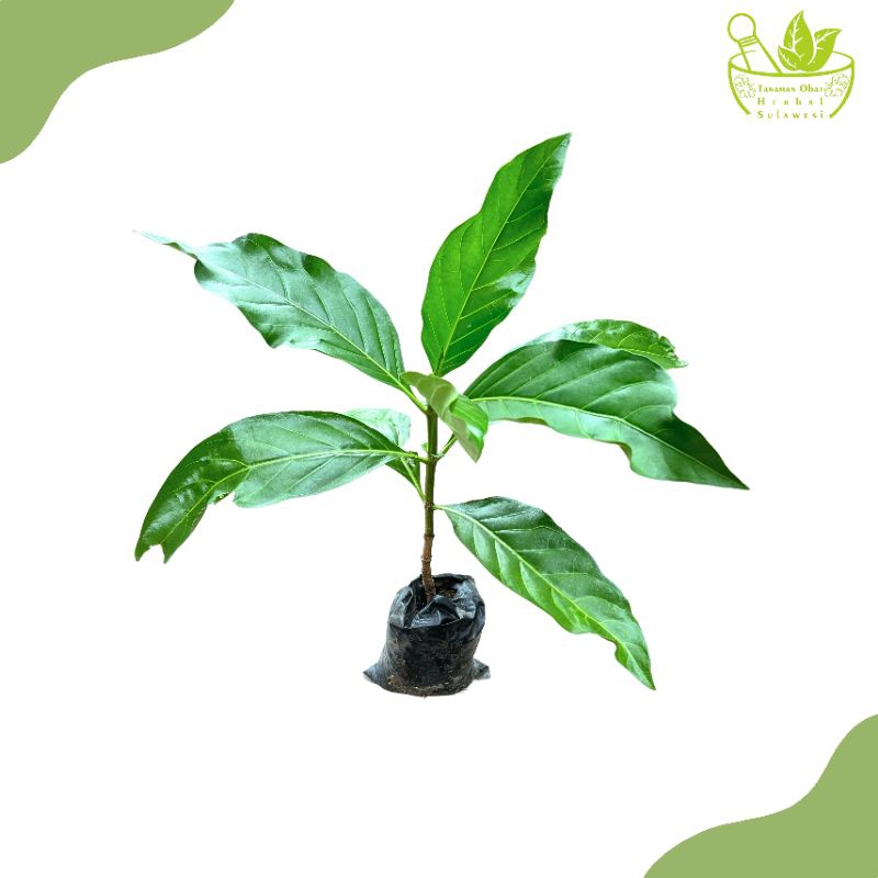 Jual Tanaman Herbal Buah Mengkudu/Buah Pace | Shopee Indonesia