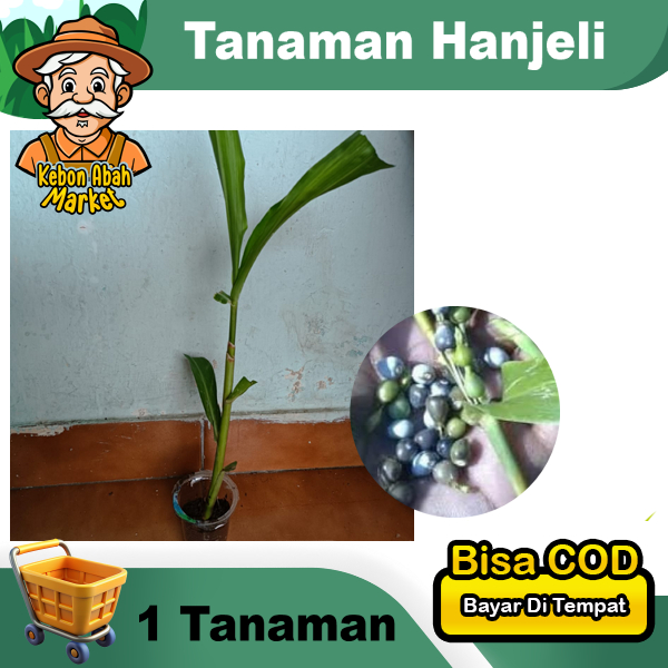Jual Tanaman Hanjeli Harga Satuan Bibit Jelai Jali | Shopee Indonesia