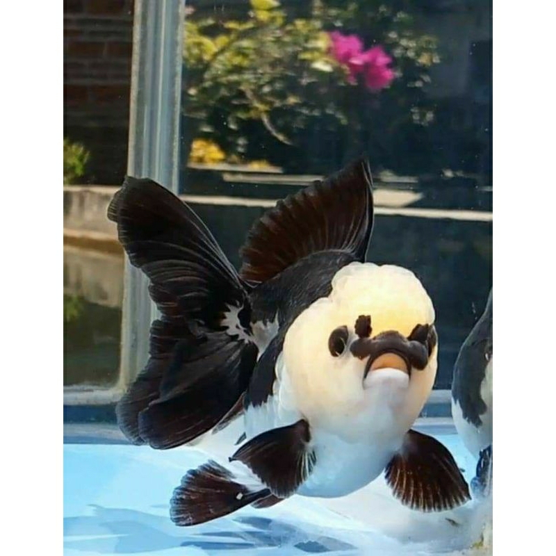 Jual Ikan Koki Panda Terlengkap & Harga Terbaru April 2026 | Shopee ...