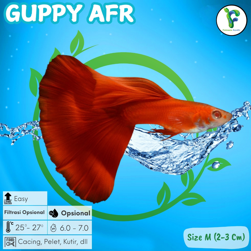 Jual Ikan Hias Guppy AFR / Guppy Albino Full Red Jantan Betina - Ikan Hias Air Tawar - Ikan Hias ...