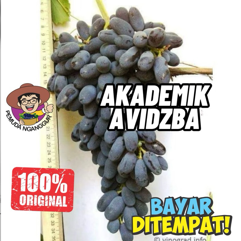 Jual Bibit Anggur Import Akademik Mudah Berbuah (PEMUDA NGANGGUR ...