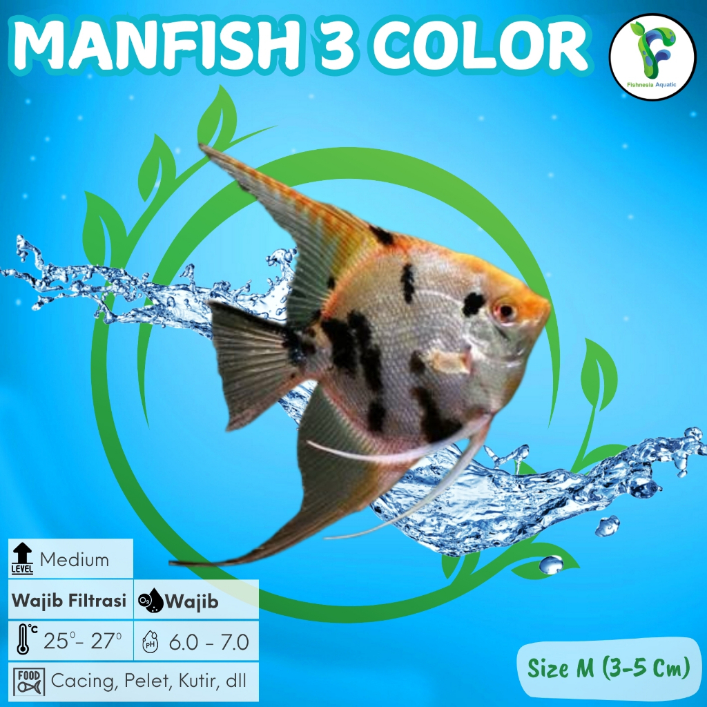 Jual IKAN MANFISH THREE COLOR / 3 COLOR / IKAN ANGELFISH / IKAN ...