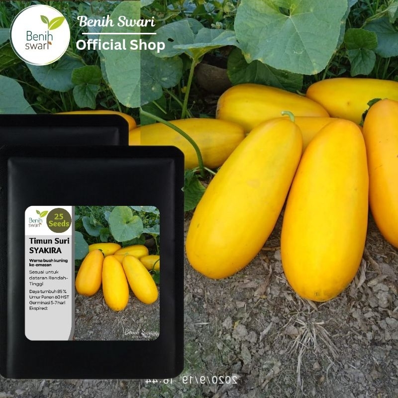 Jual Benih Swari: (isi 25 butir) Benih Timun Suri SYAKIRA | Shopee Indonesia