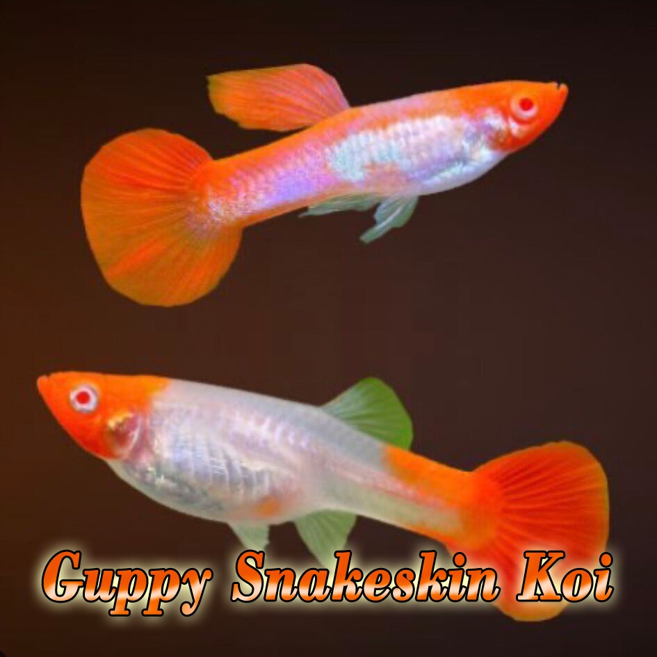 Jual COD BOX PACKING (PAKET GUPPY SNACKESKIN KOI) | Shopee Indonesia