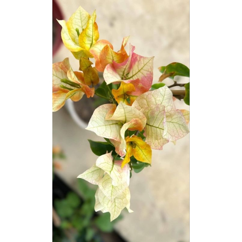 Jual Stek Batang Bougenville Import Citra Gold Shopee Indonesia