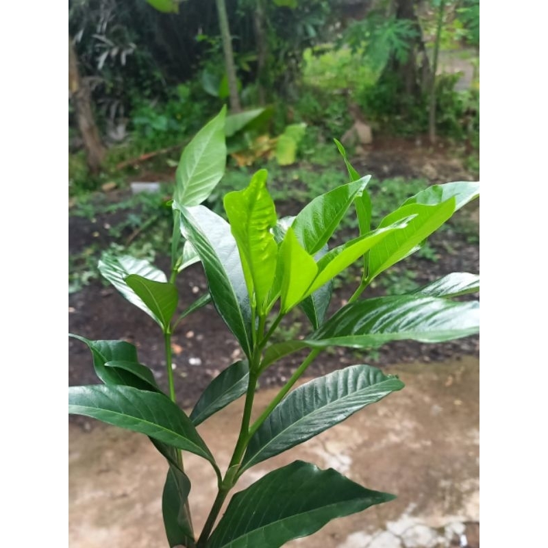 Jual Daun kaca piring 50 lembar Obat herbal (penurun panas ) | Shopee ...